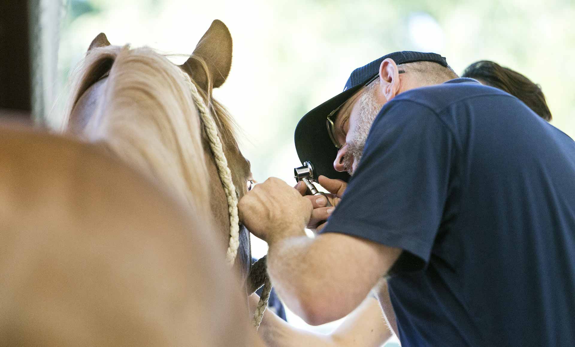 Staff - Signature Equine Hospital